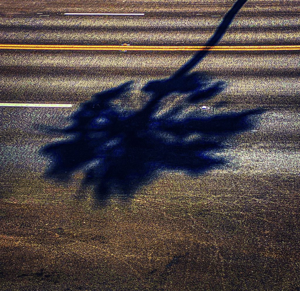 Inverted Palm ‹ Daily Photo Game