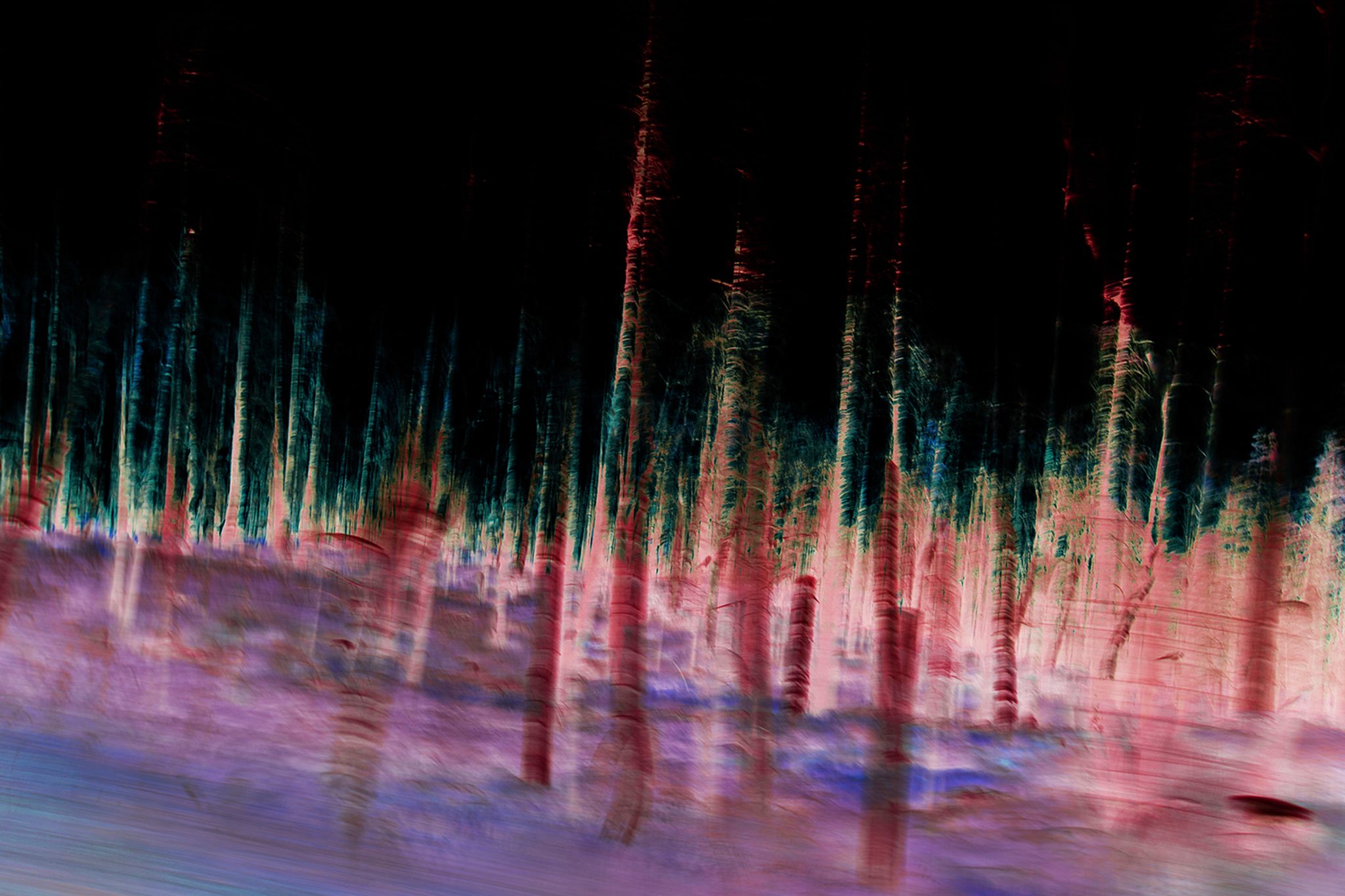 Ghost Trees ‹ Daily Photo Game